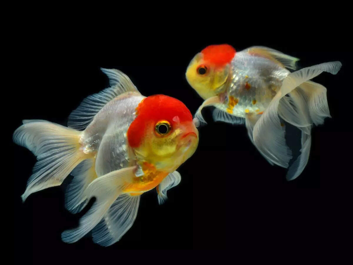 8 fishes that can live without oxygen and how
