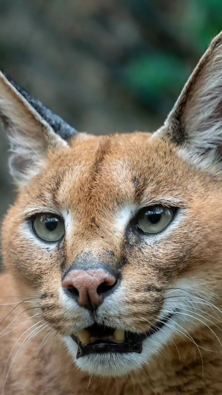 Beautiful Wild Cats