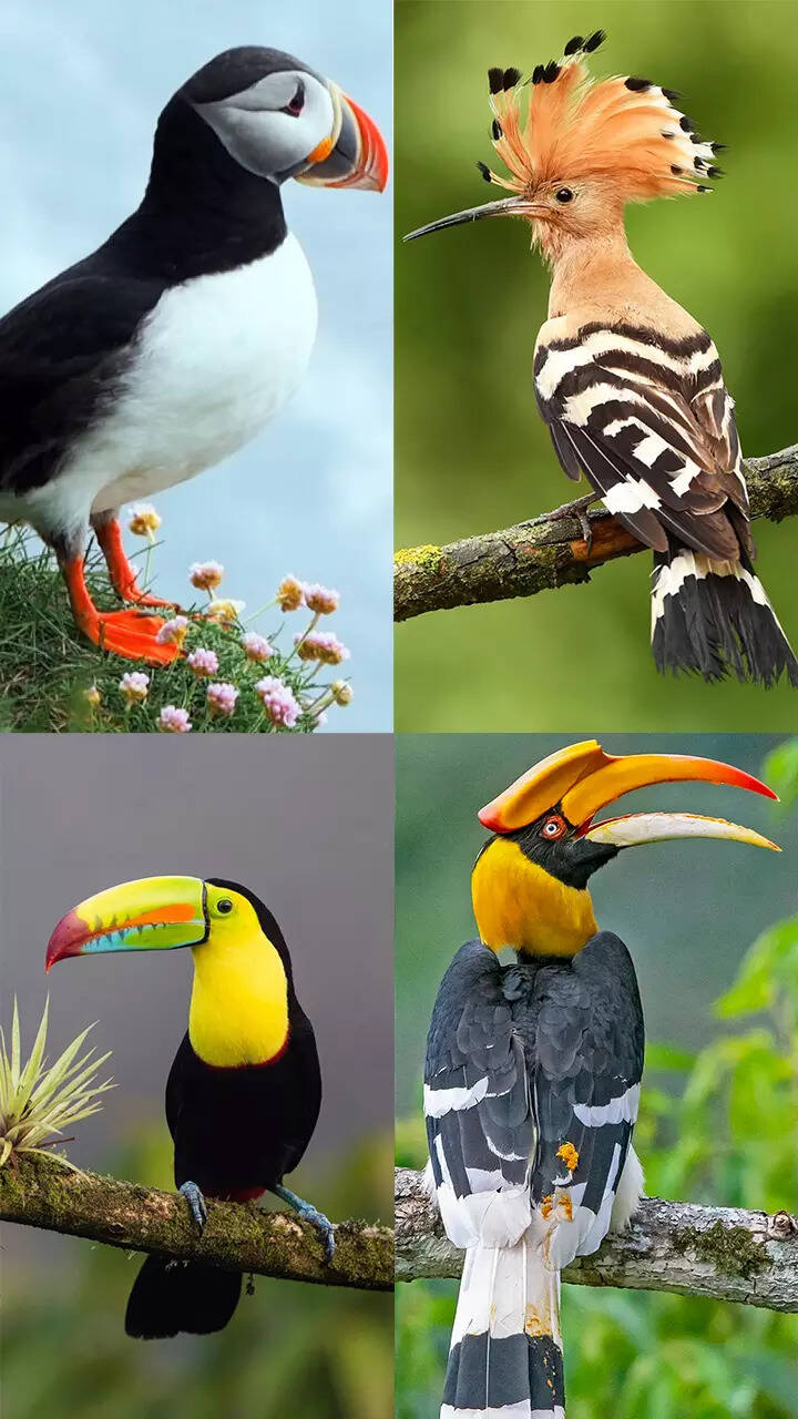 Weird Rainforest Birds 63 Best Rainforest Birds Ideas | Birds,