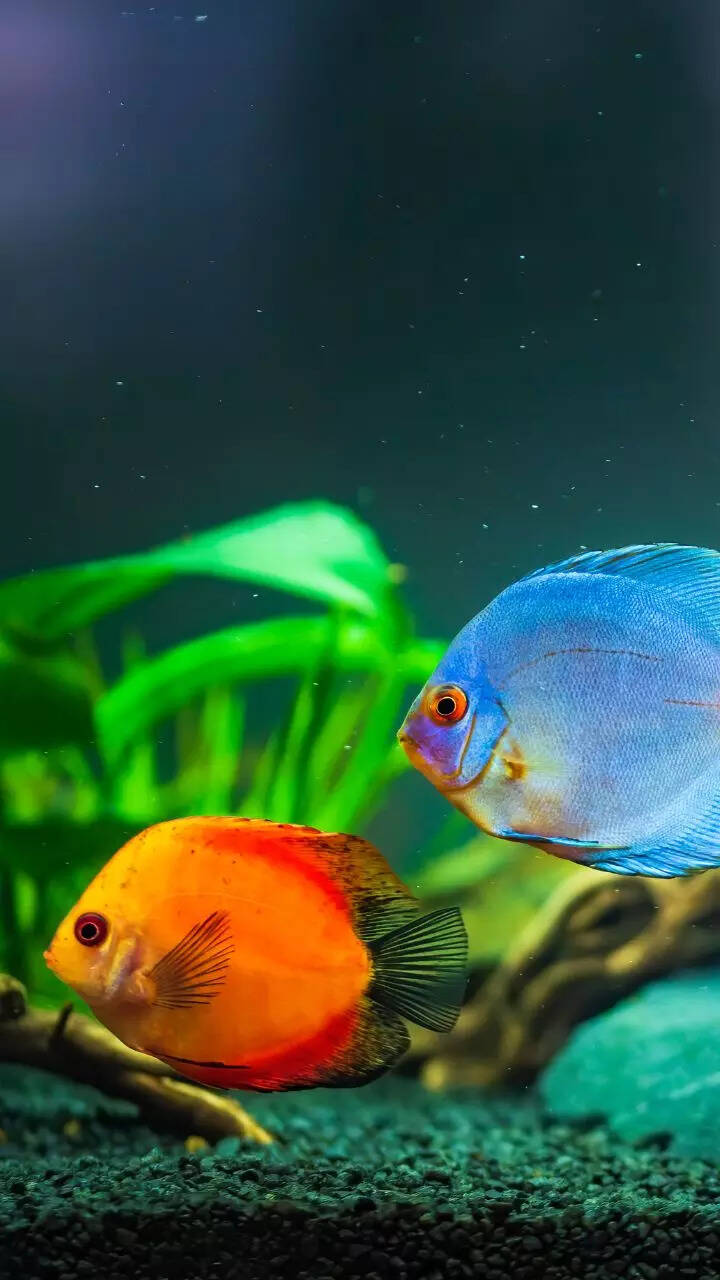 Best Fish Wallpapers In Maldives 5k 4k 8k Indian Ocean Best Beaches In
