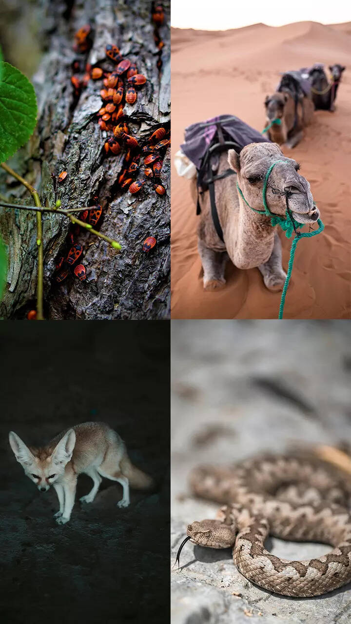 Desert Animals Collage