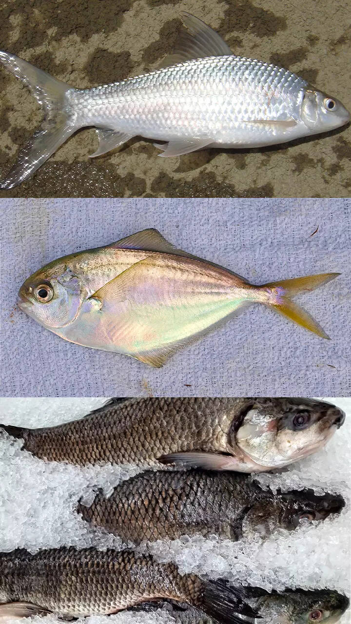 Types Of Fishes With Pictures And Names In India And Usa - Infoupdate.org