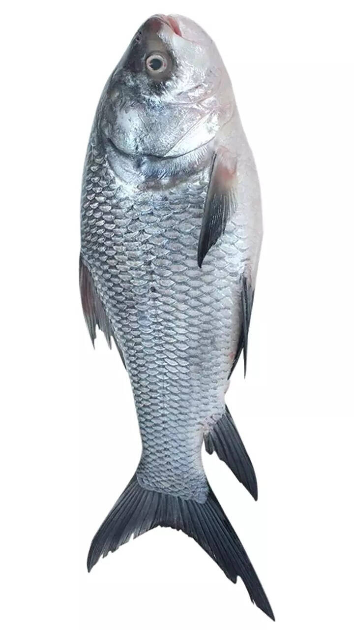Indian Fresh Water Fish Names With Pictures - Infoupdate.org