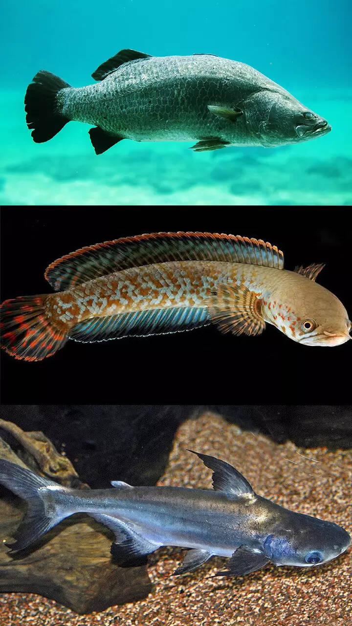 Indian Fish Species