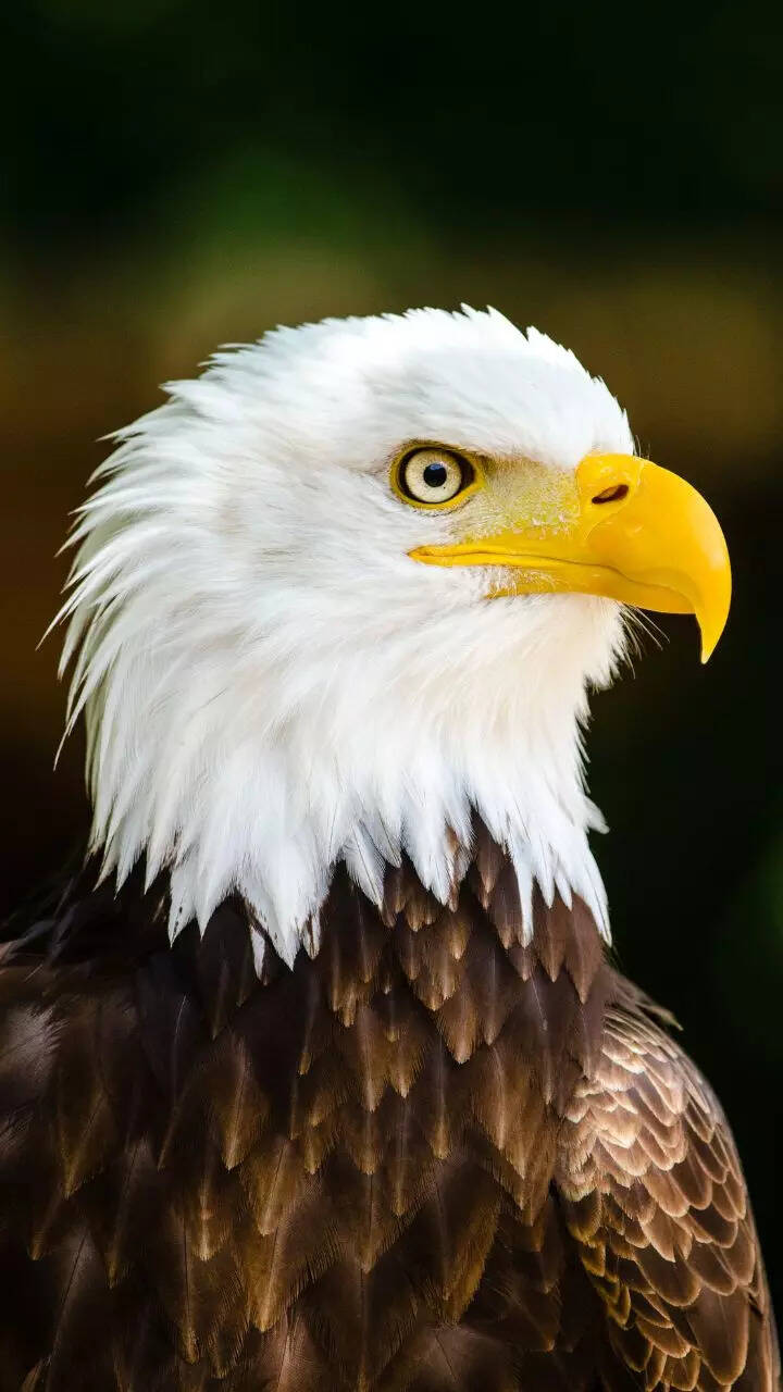 Most Beautiful Eagle In The World Eagle Types: Majestic Birds Of Prey