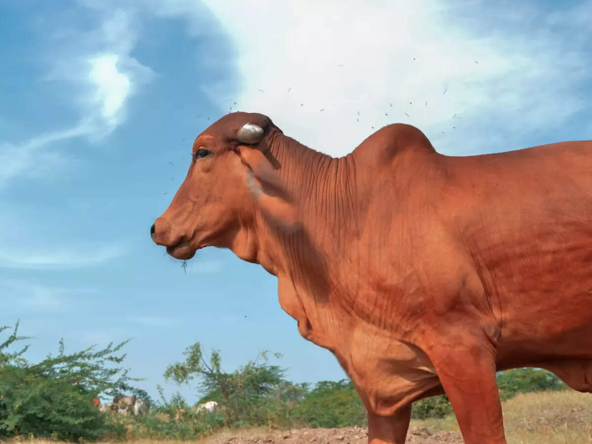All about Lal Kandhari Cow and what is so unique about it