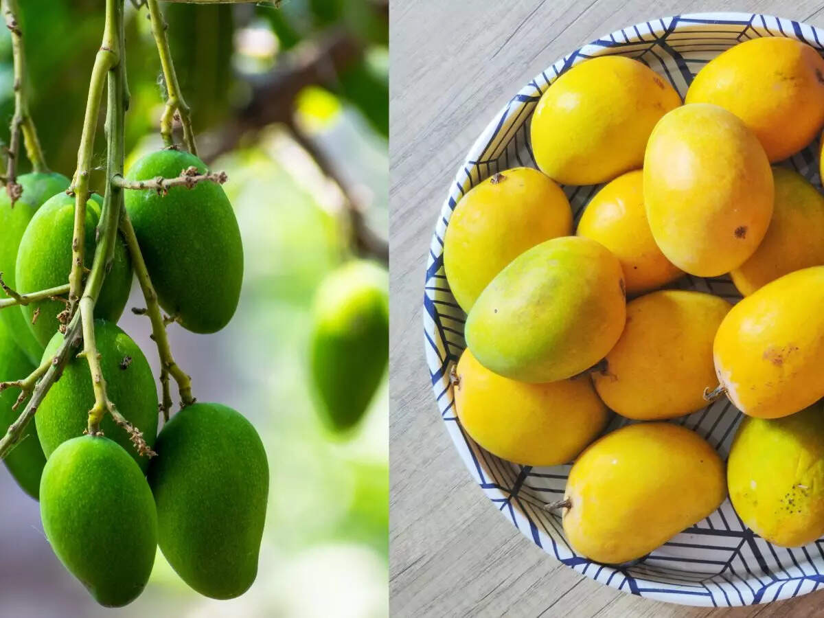 Ways to check that Mangoes are Carbide-free