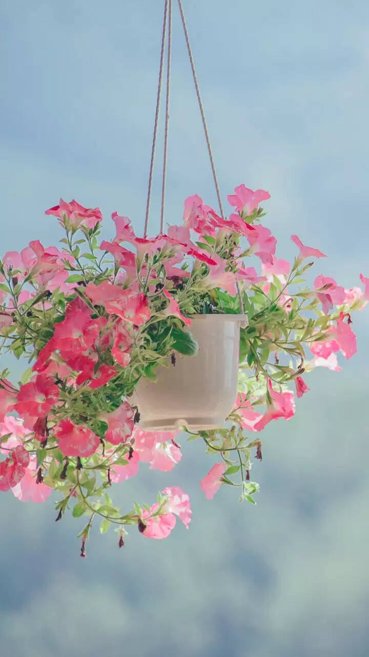 Hanging flowers store