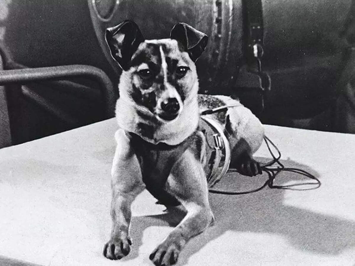 Animals that have been sent to space