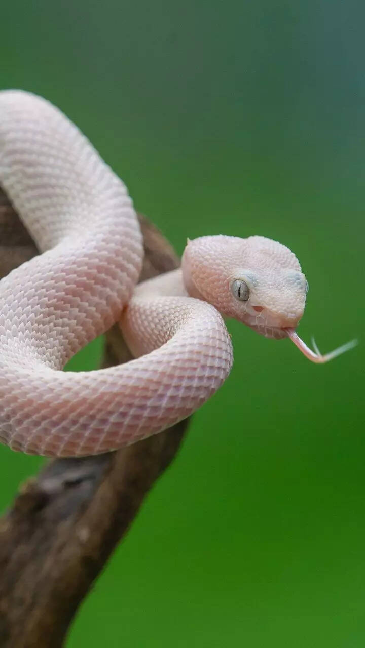 Baby Albino Snake