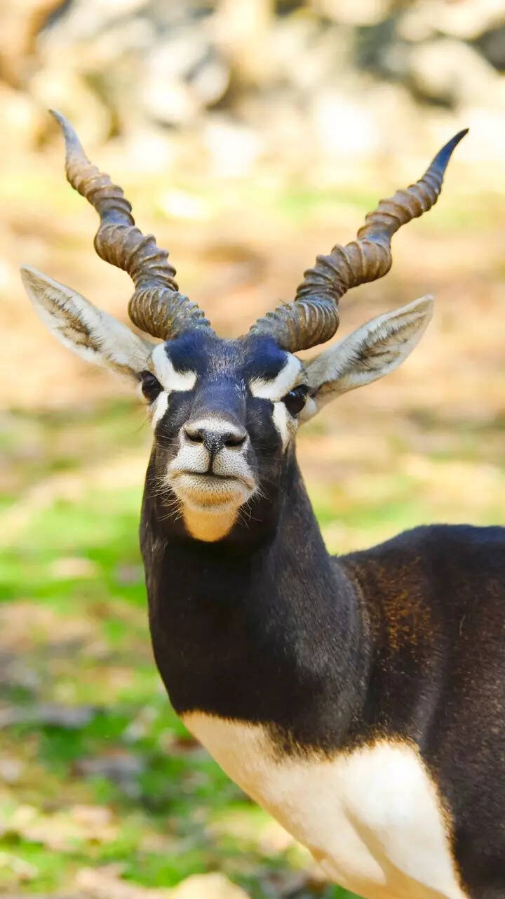 Images Of Animals With Horns Photographing Oryx In New Mexico New