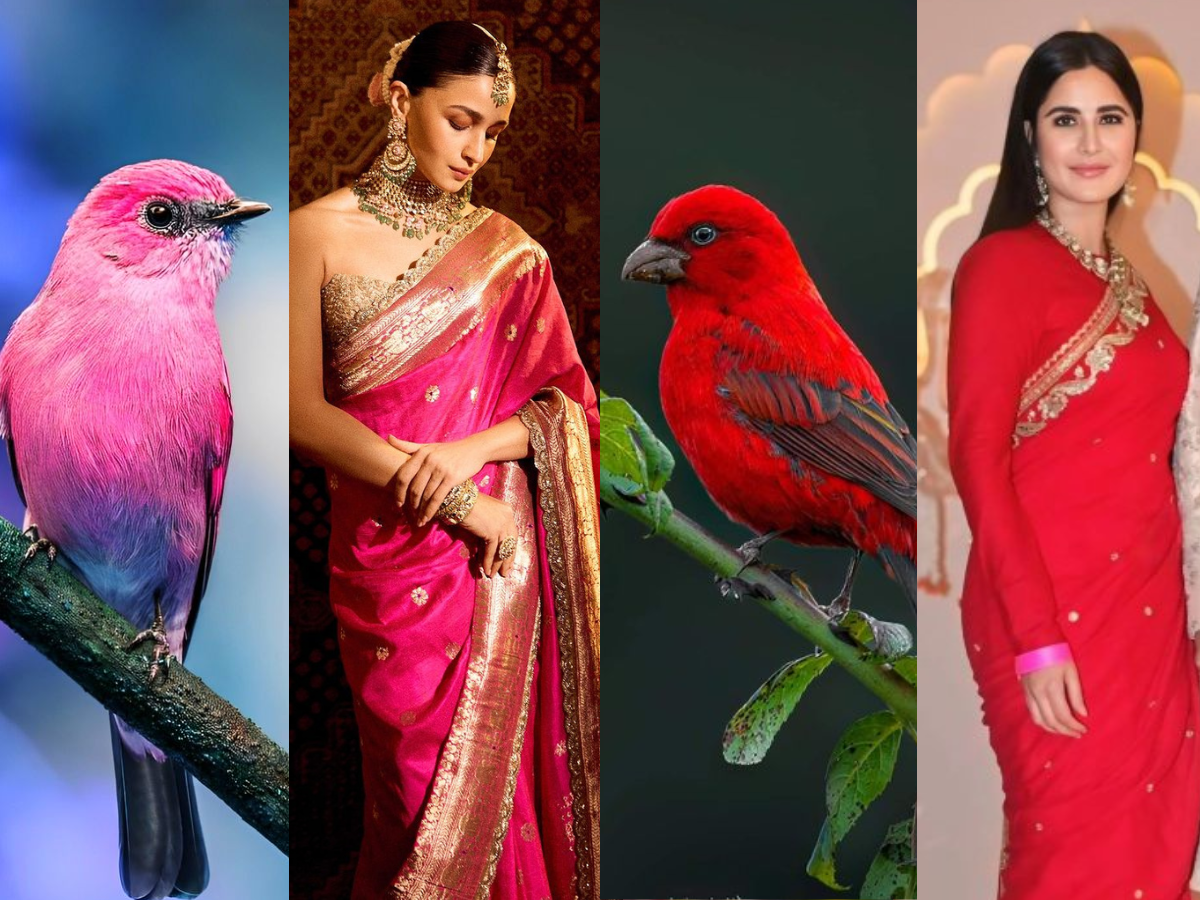 Alia Bhatt to Katrina Kaif: Celebrities match the beauty of unique ...