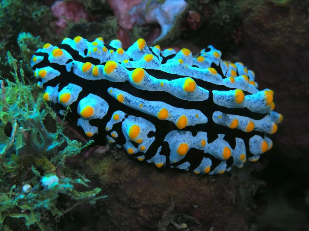 9 animals that eat their partners