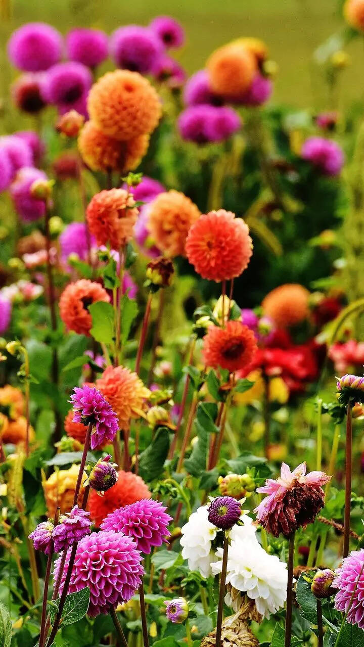 Garden Beautiful Images Of Flowers 3 Pretty Plants To Brighten Your