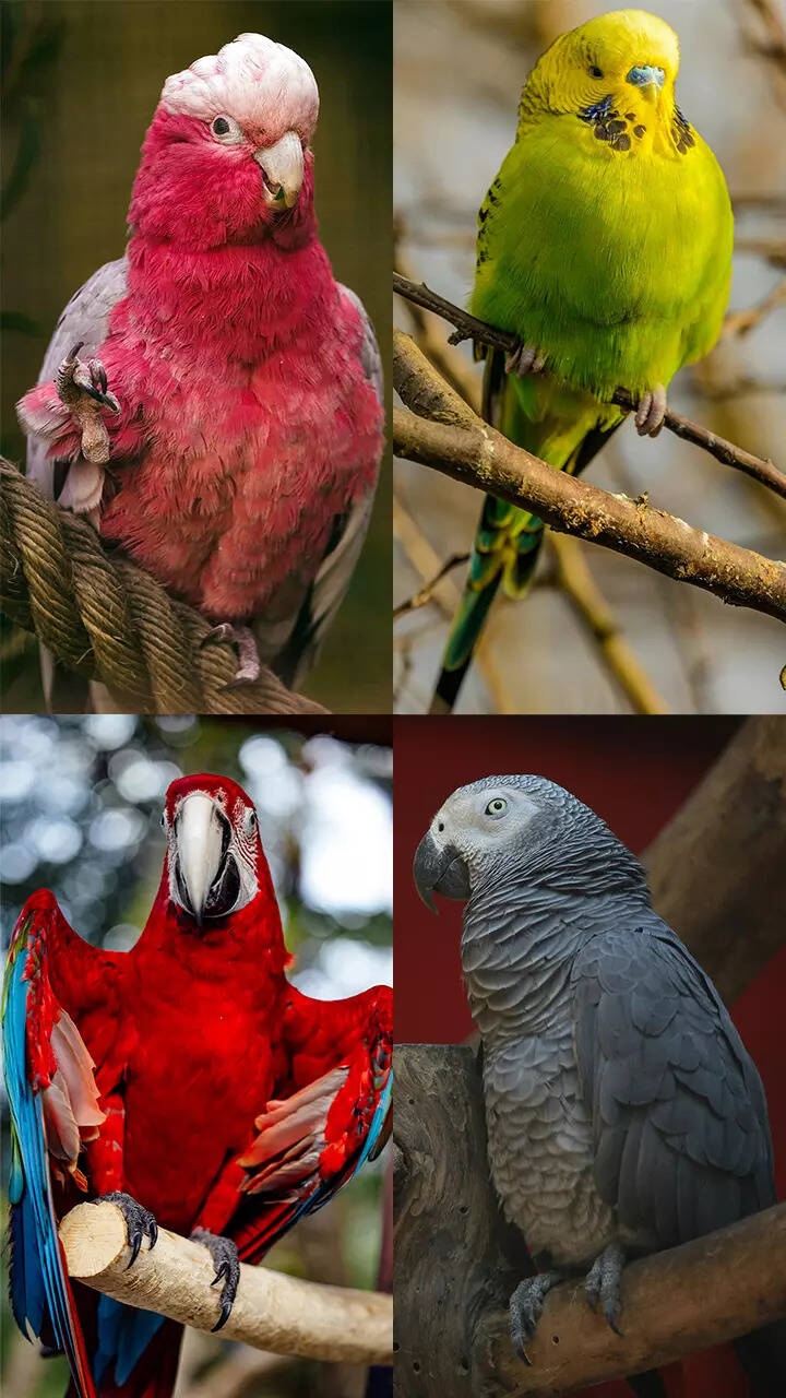 Beautiful Colourful Birds The Most Colorful Birds In 4K Beautiful