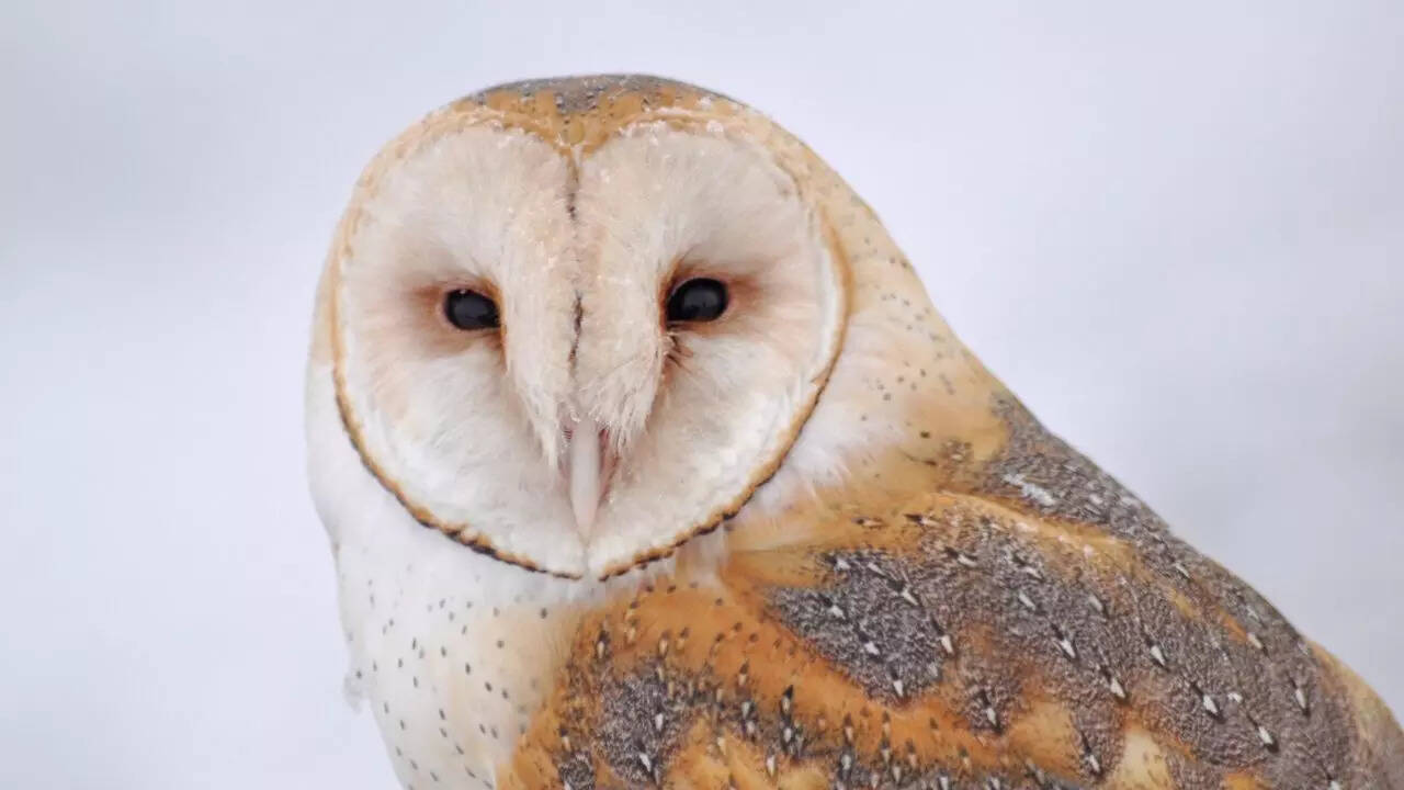 Owl species and their characteristics: From tiny screech-owls to ...