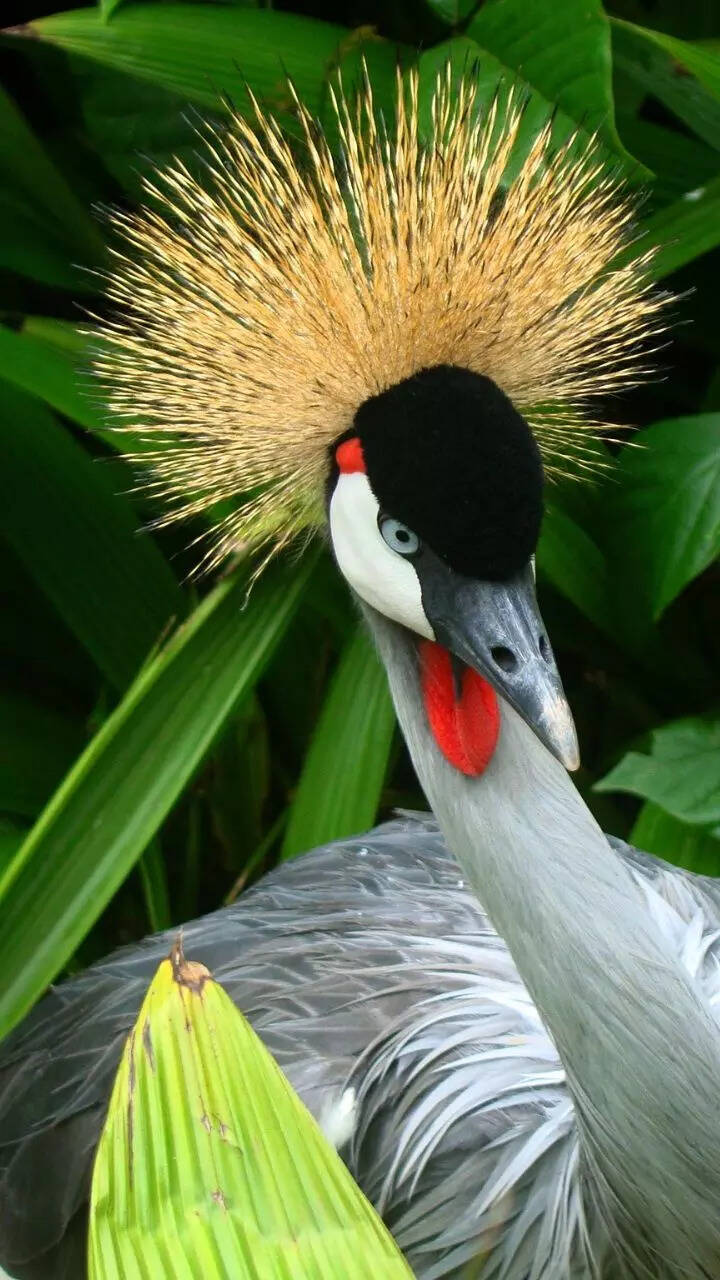 Exotic Birds Names