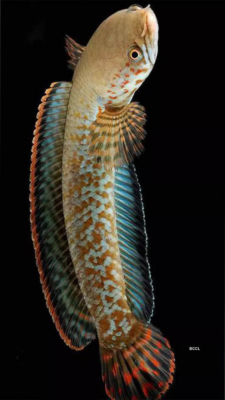 Fish That Looks Like A Snake The New York Times The Invasive