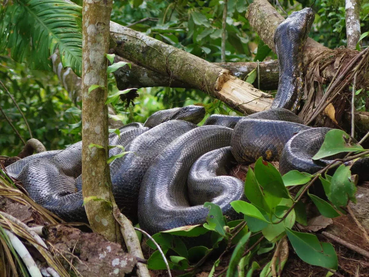 Stealth and venom: 7 largest snakes in the world