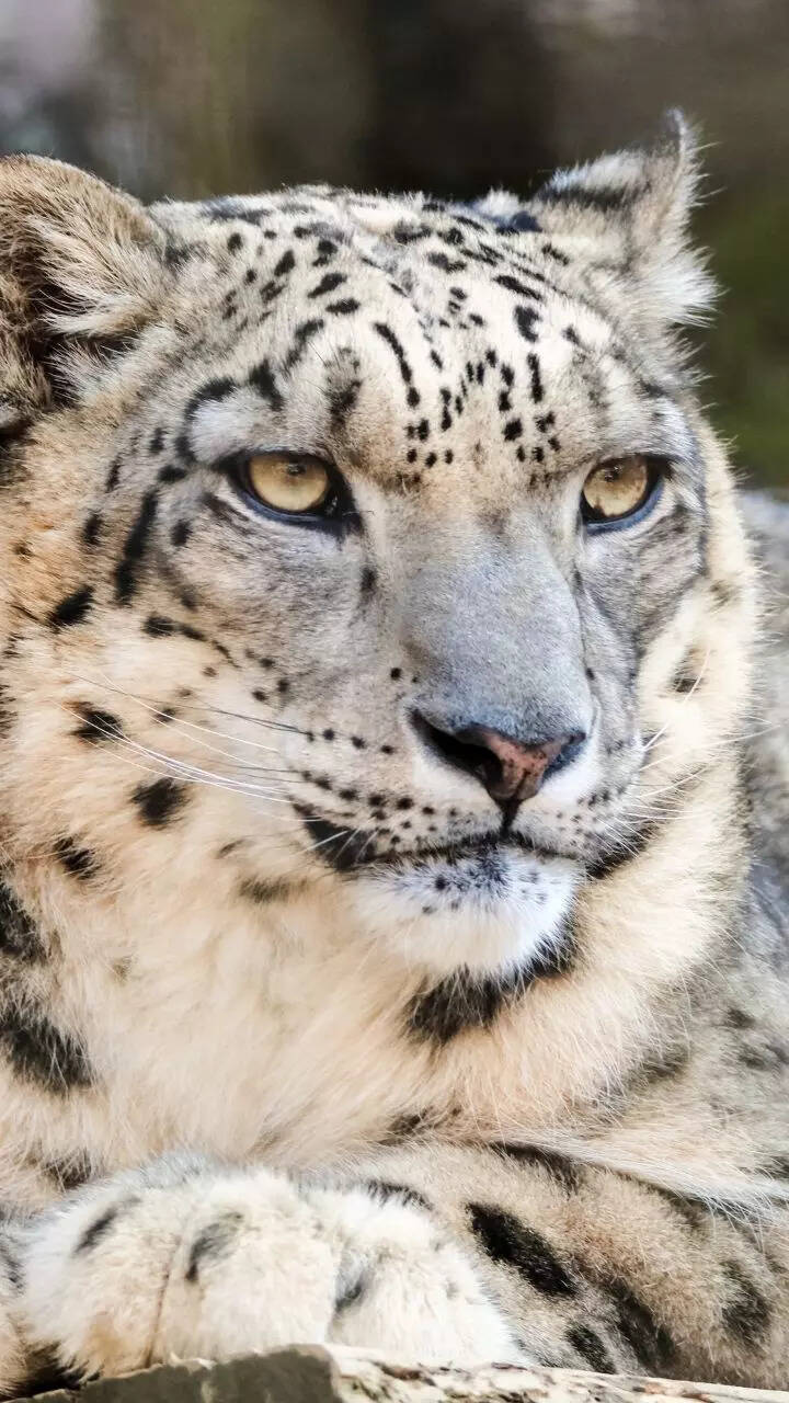 Beautiful Rare Animals