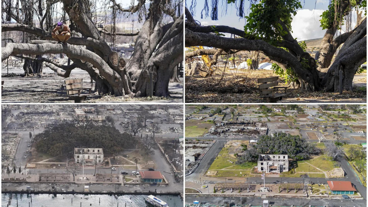 From burnt to lush again: Pictures of a 150-year-old banyan tree coming ...