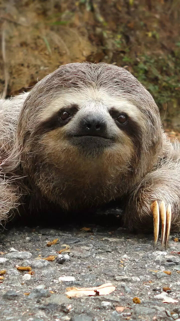 Lazy Animals Pictures Head Lazy Larry Welcomes You To The Wildlifer