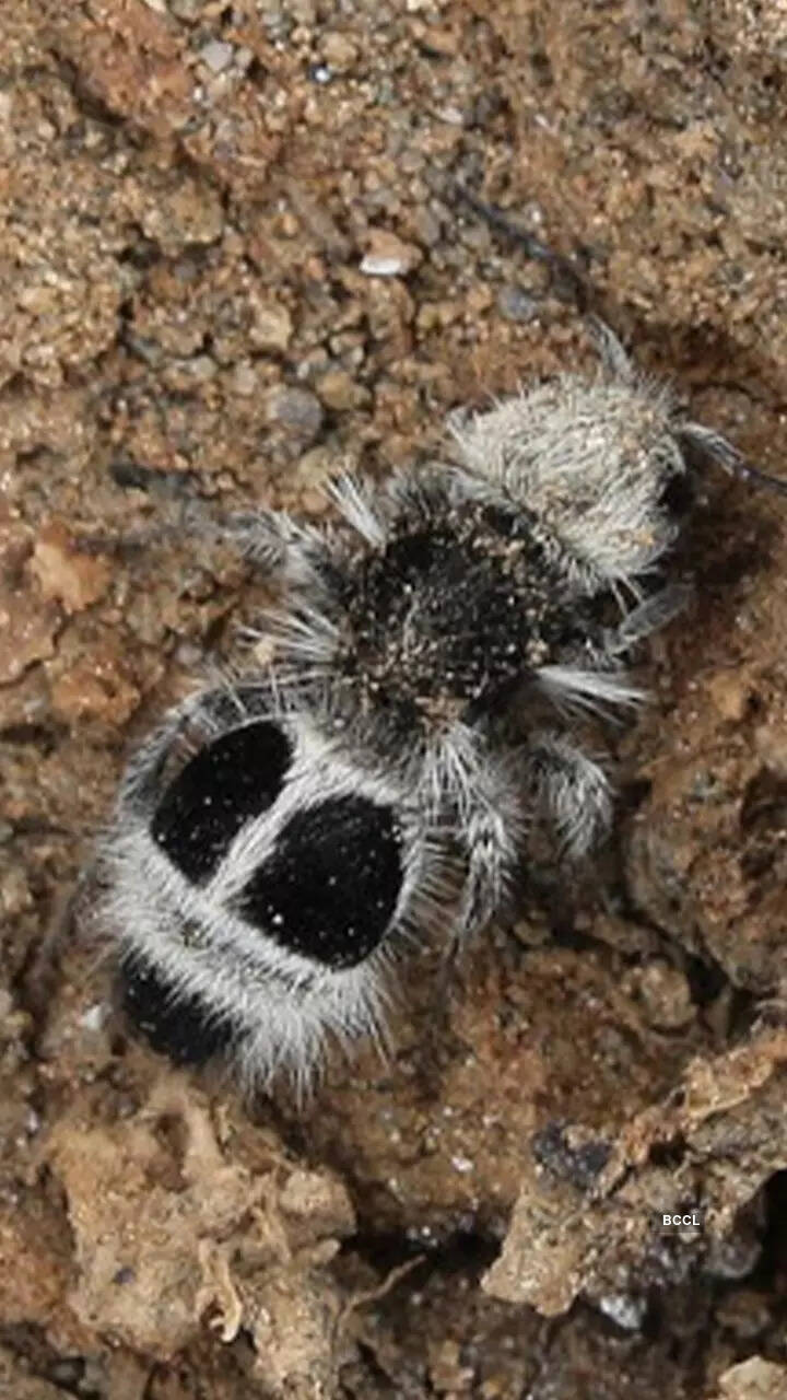 Fun Facts About The Panda Ant - Infoupdate.org