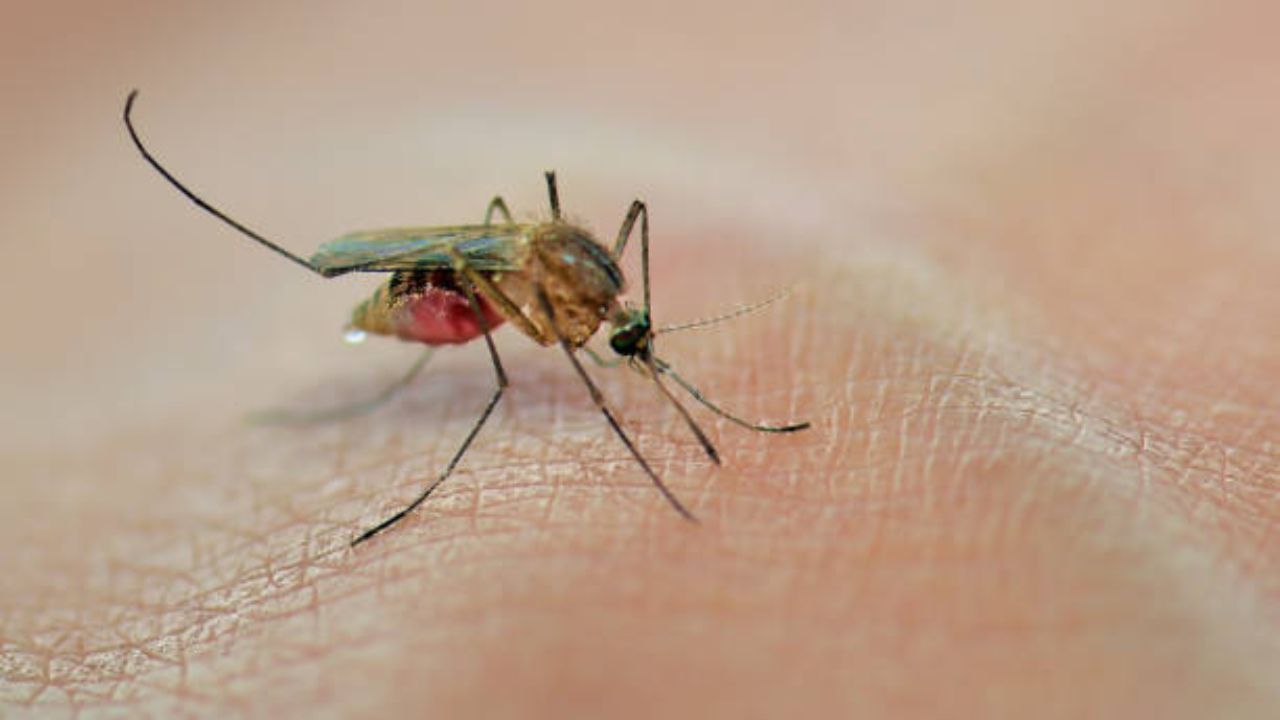 7 ways mosquito bites can lead to skin infections and…