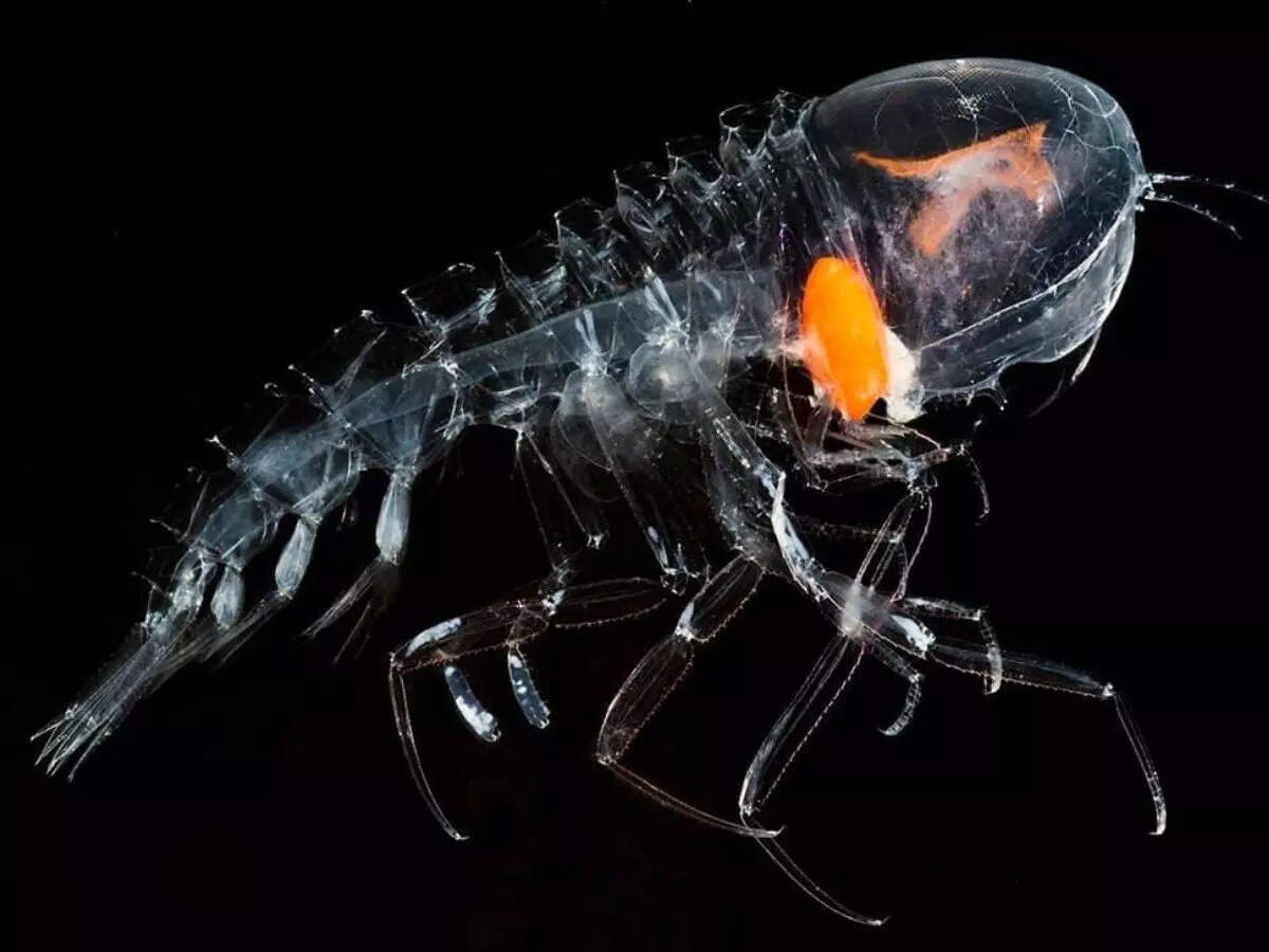 7 strangest creatures that live in the deep sea