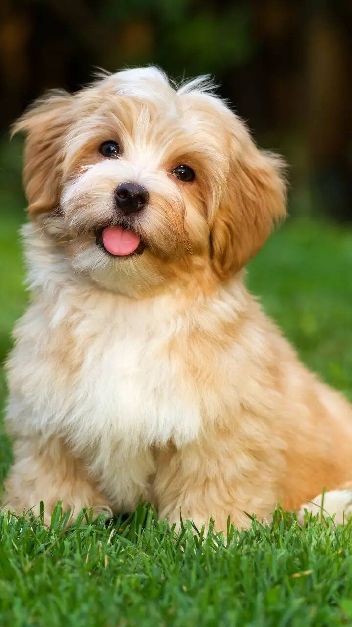 Most Adorable Dog Breeds The Most Popular Dog Breeds Of 2024
