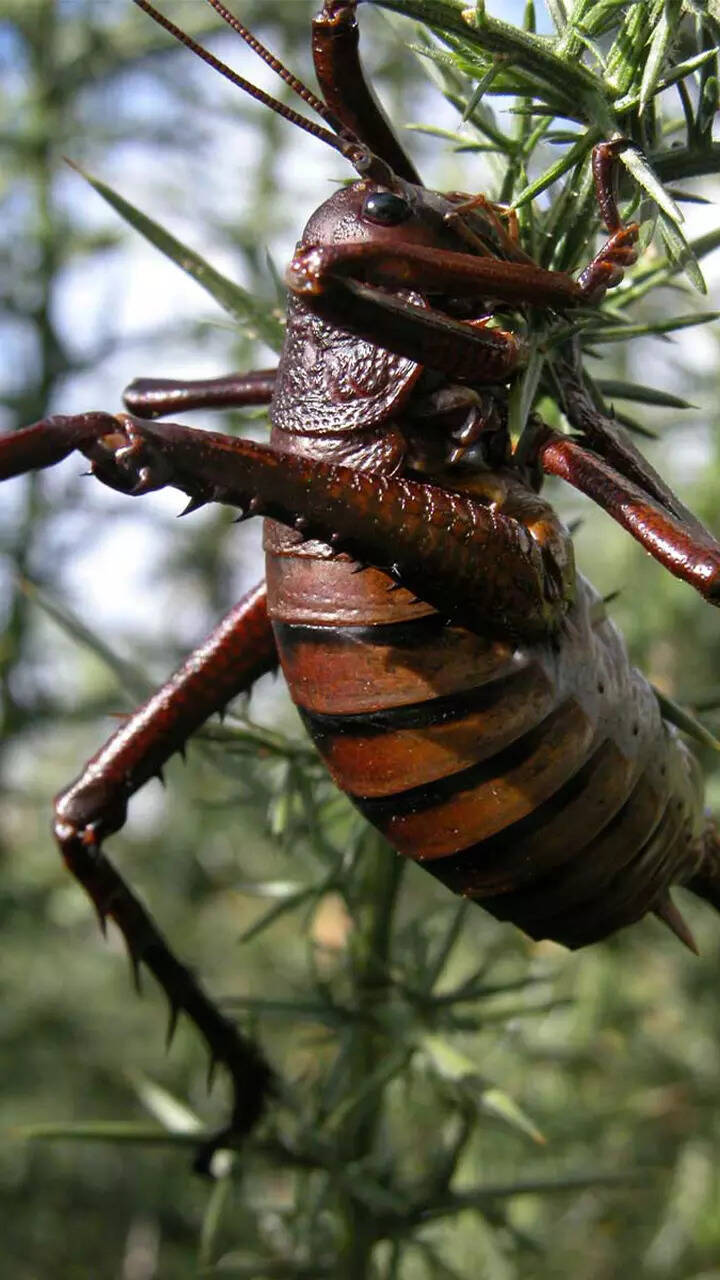 Giant Weta Kiwi House's Wētā Workshop | Te Awamutu News