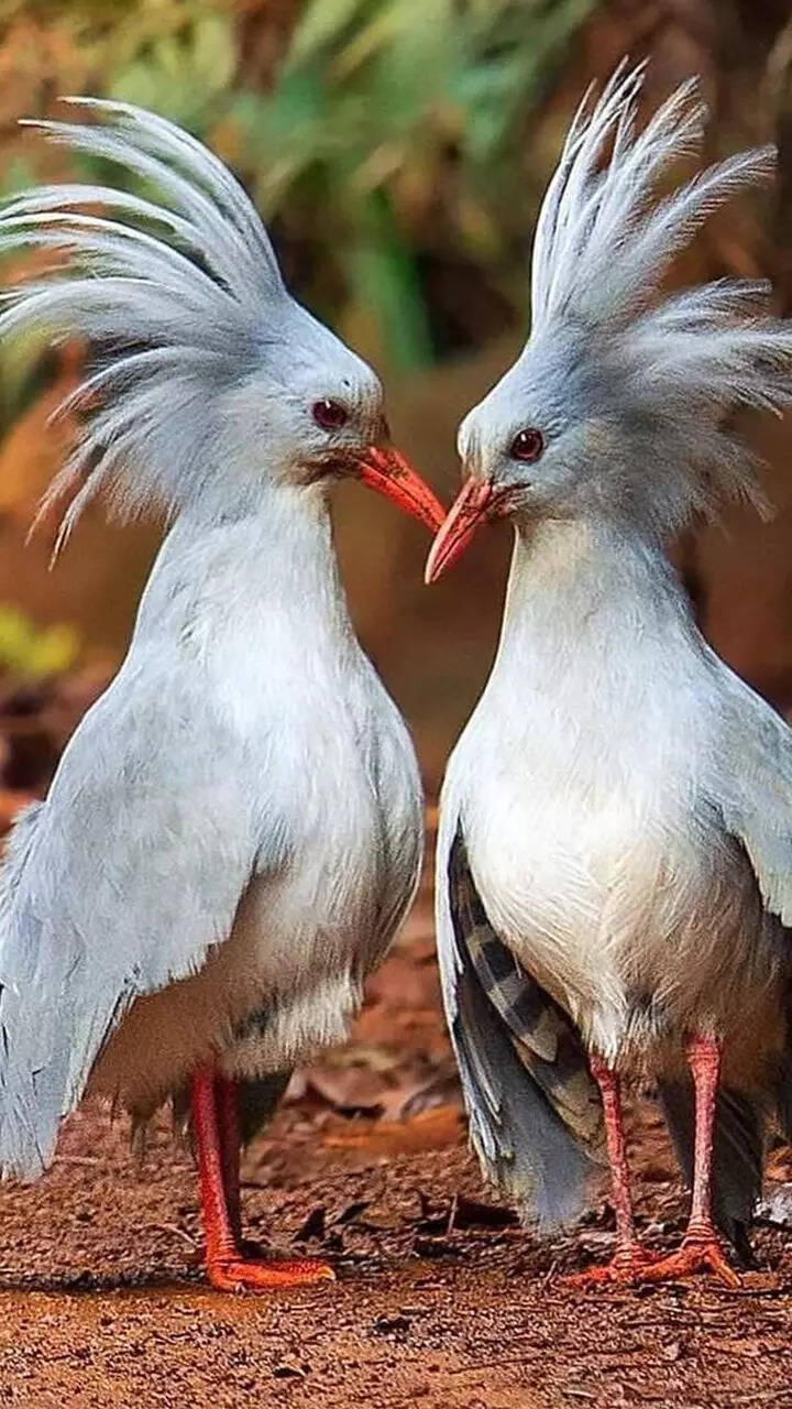 Unique Looking Birds