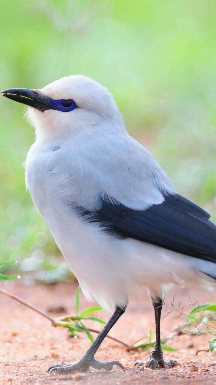 In The World Most Unique Birds