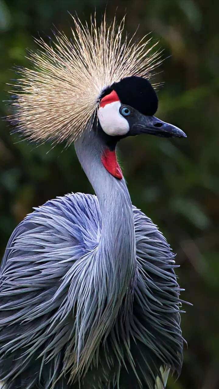 In The World Most Unique Birds