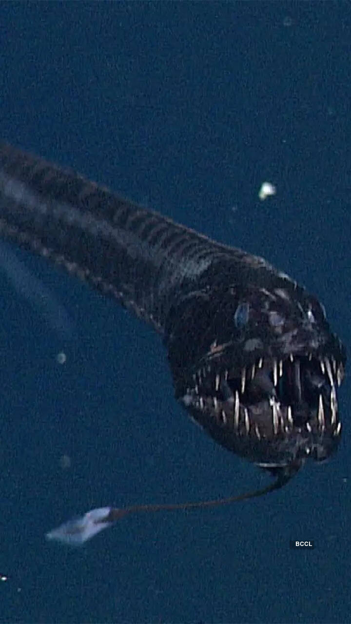 Deep Sea Black Dragonfish Dragonfish (family Stomiidae) Are Deep Sea