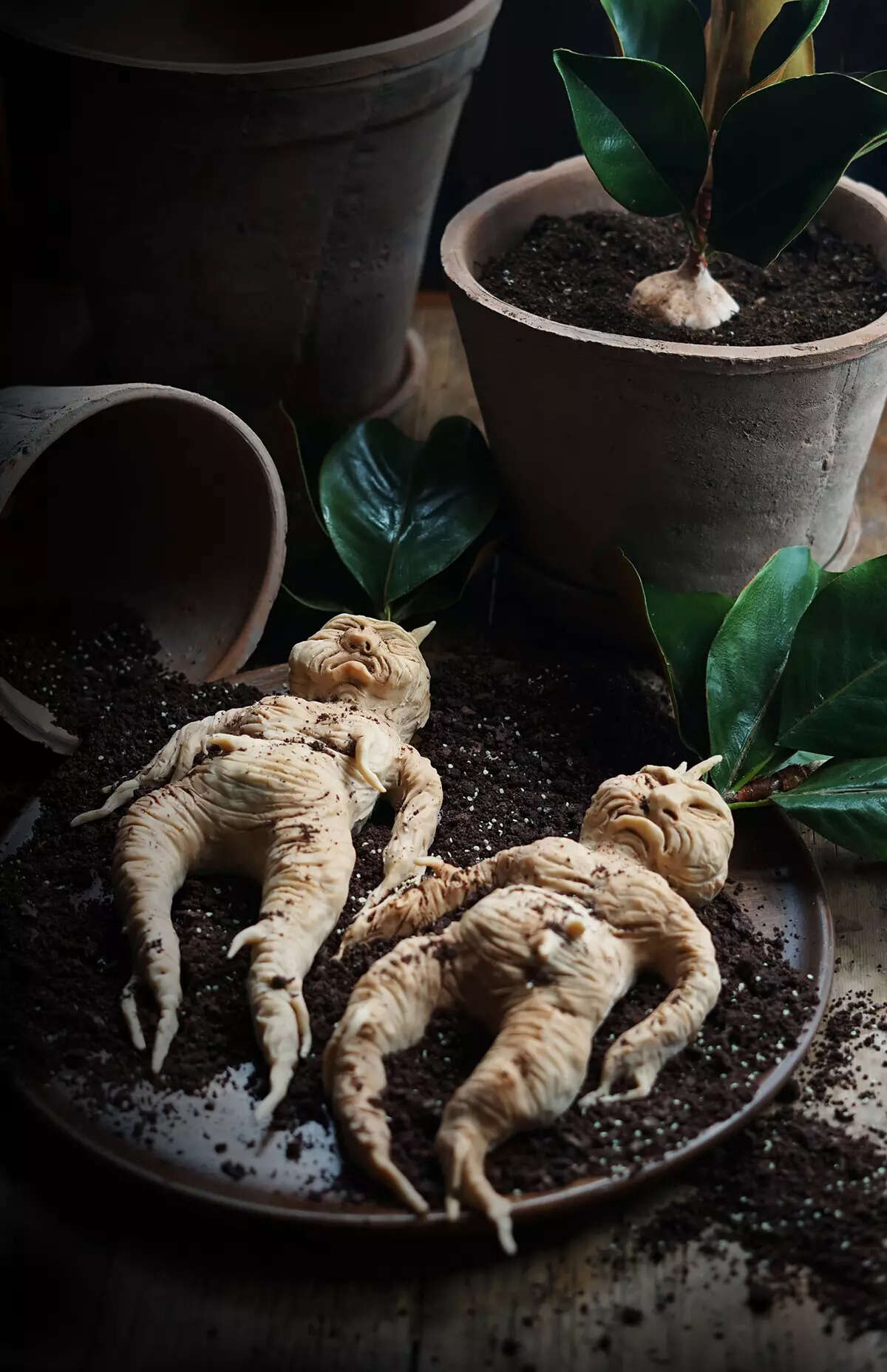 A plant that strangely looks like a human! - The Etimes Photogallery Page 3