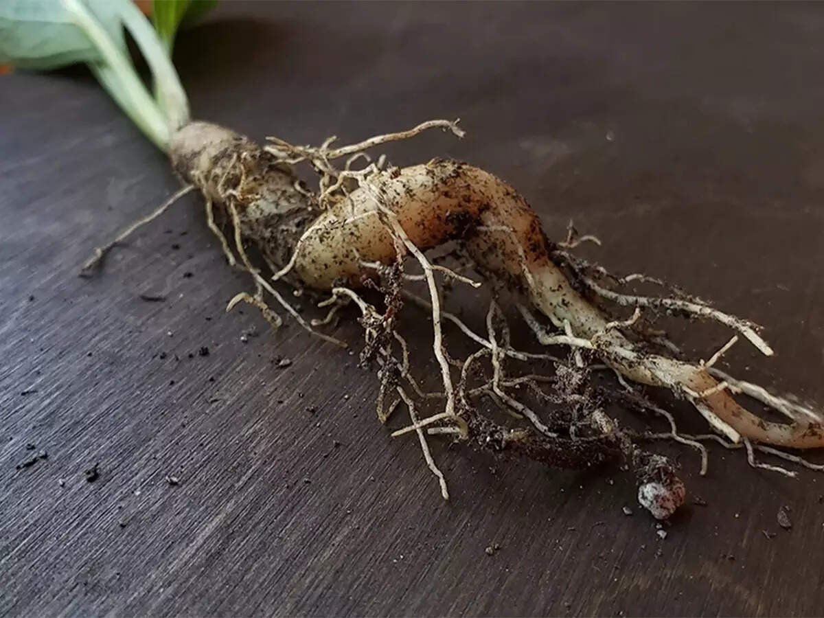 A plant that strangely looks like a human! - The Etimes Photogallery
