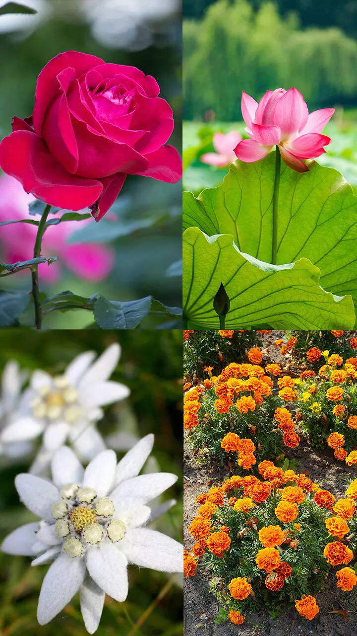 Types Of Flowers With Names And Pictures In Indian Culture - Infoupdate.org