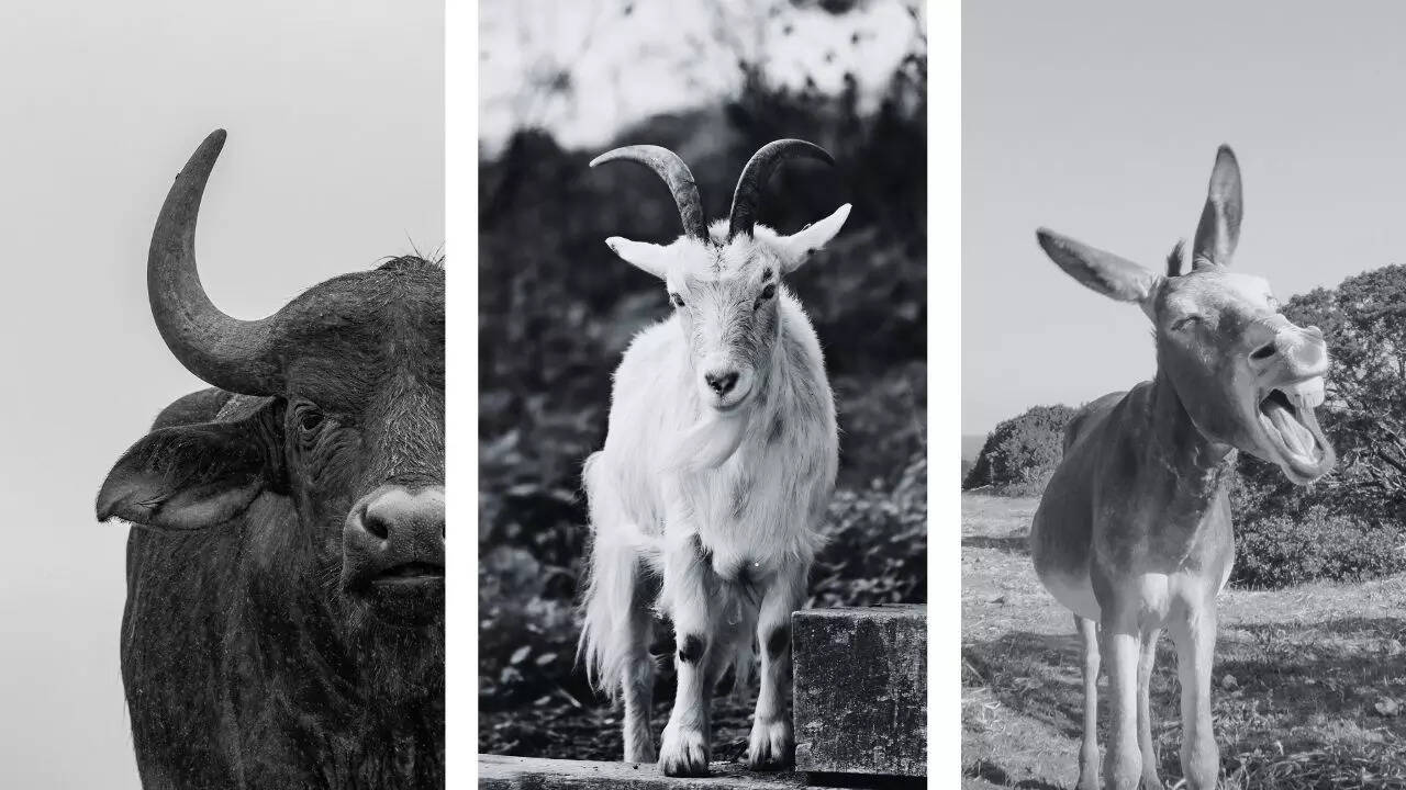 Not just cows, 5 other animals that give nutritious milk