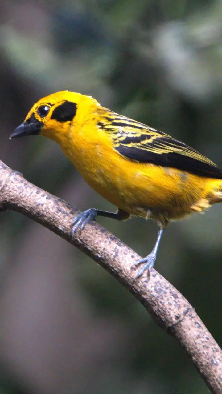 Golden Birds Golden Birds Shops Blanket