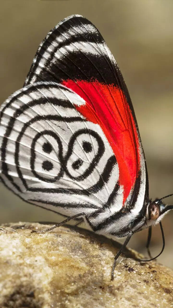 10 Most Beautiful Butterflies In The World