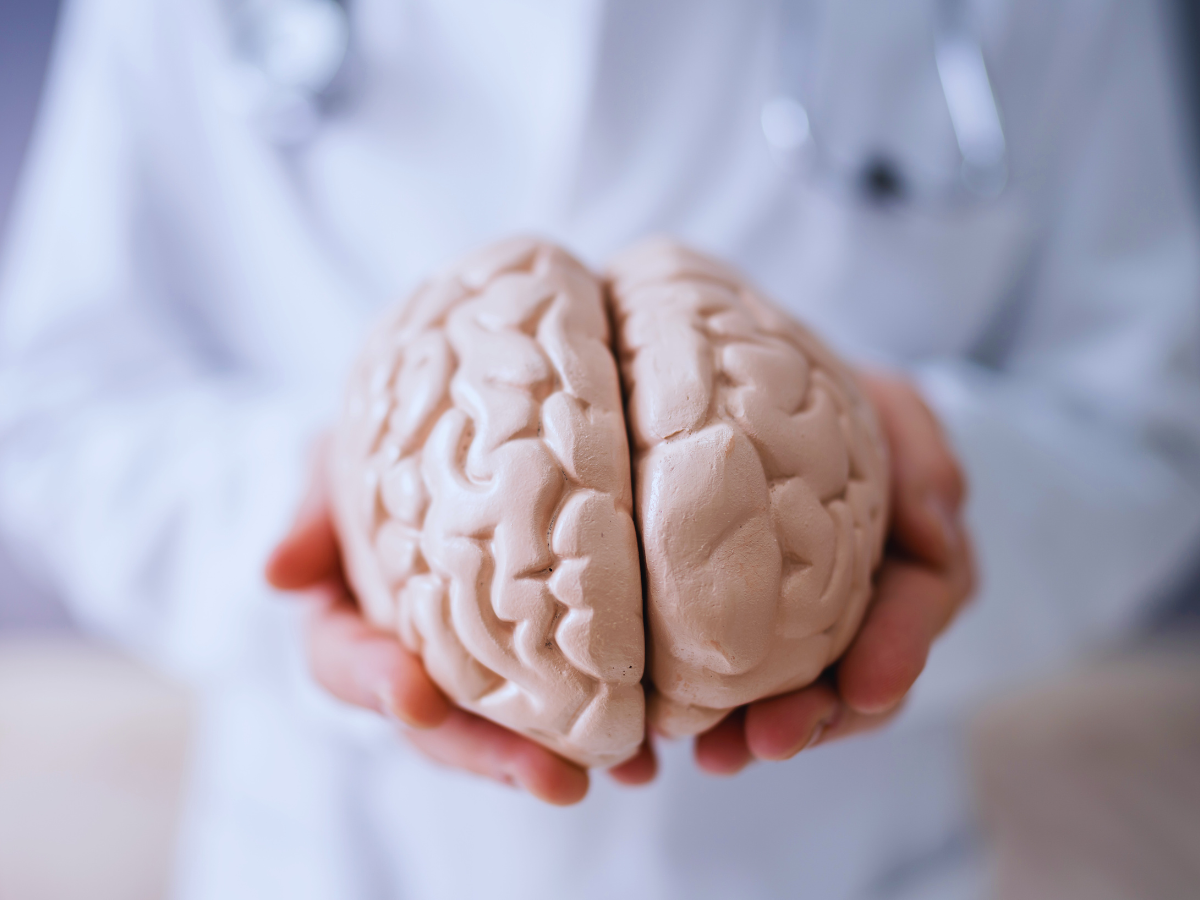 Real Human Brain Images Real Human Brain Hi Res Stock Photography And