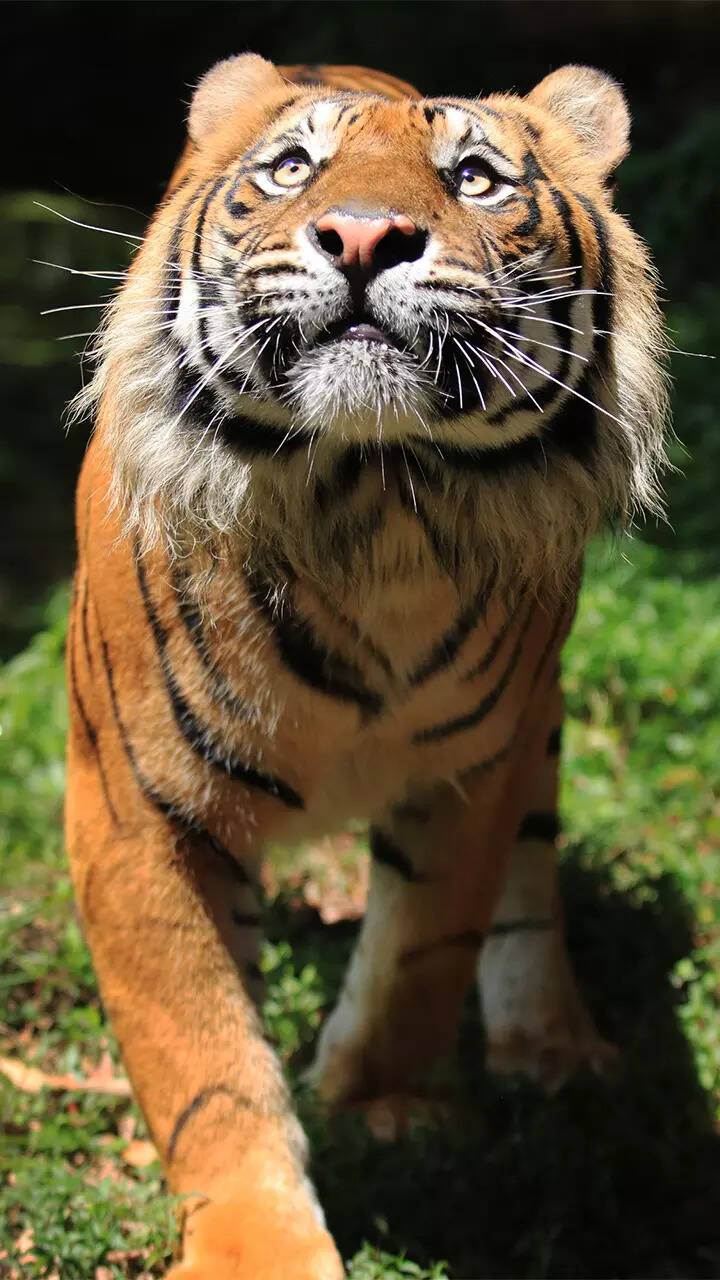 The 10 Most Rare Animals You Can Only Find In Indonesia Orangutan