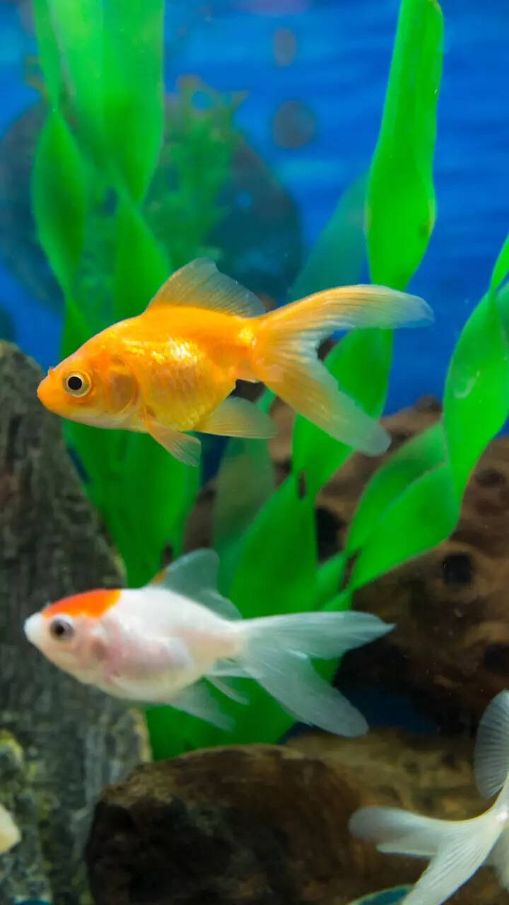 Common Freshwater Aquarium Fish Top 10 Best Pet Fish