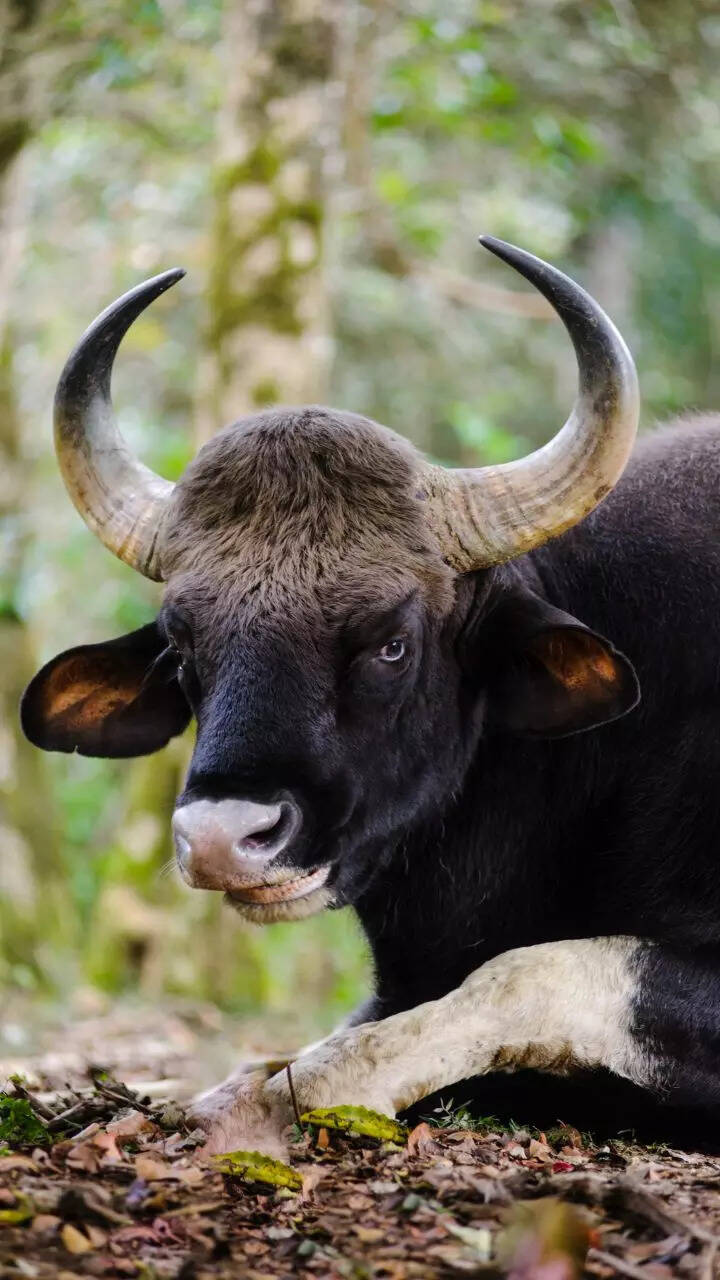 Worlds Strongest Bull Top 10 Biggest Bulls In The World | World's