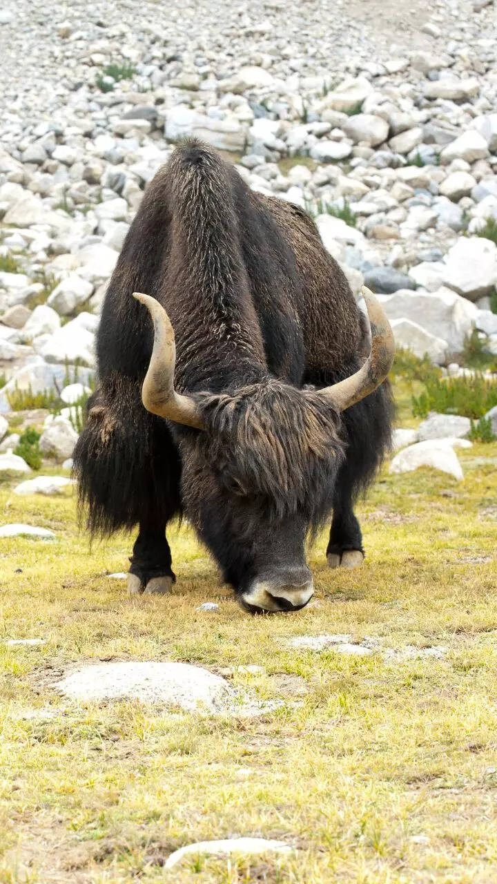 Worlds Strongest Bull Top 10 Biggest Bulls In The World | World's