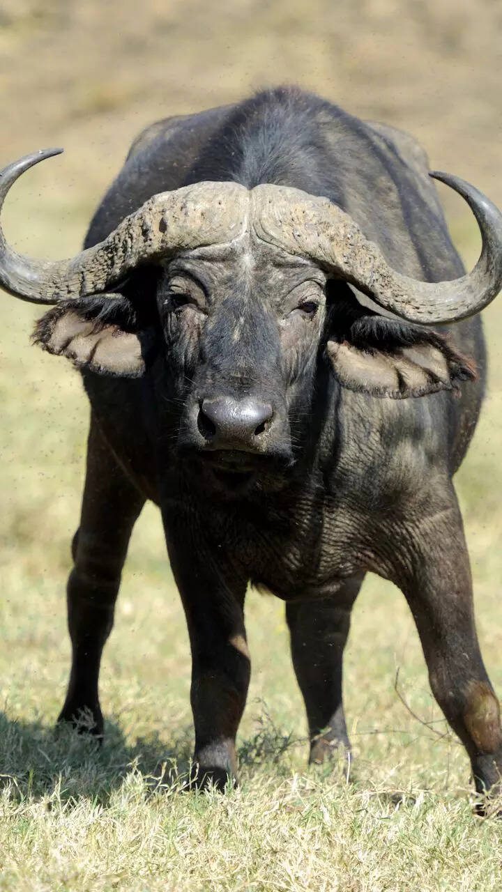 Worlds Strongest Bull Top 10 Biggest Bulls In The World | World's