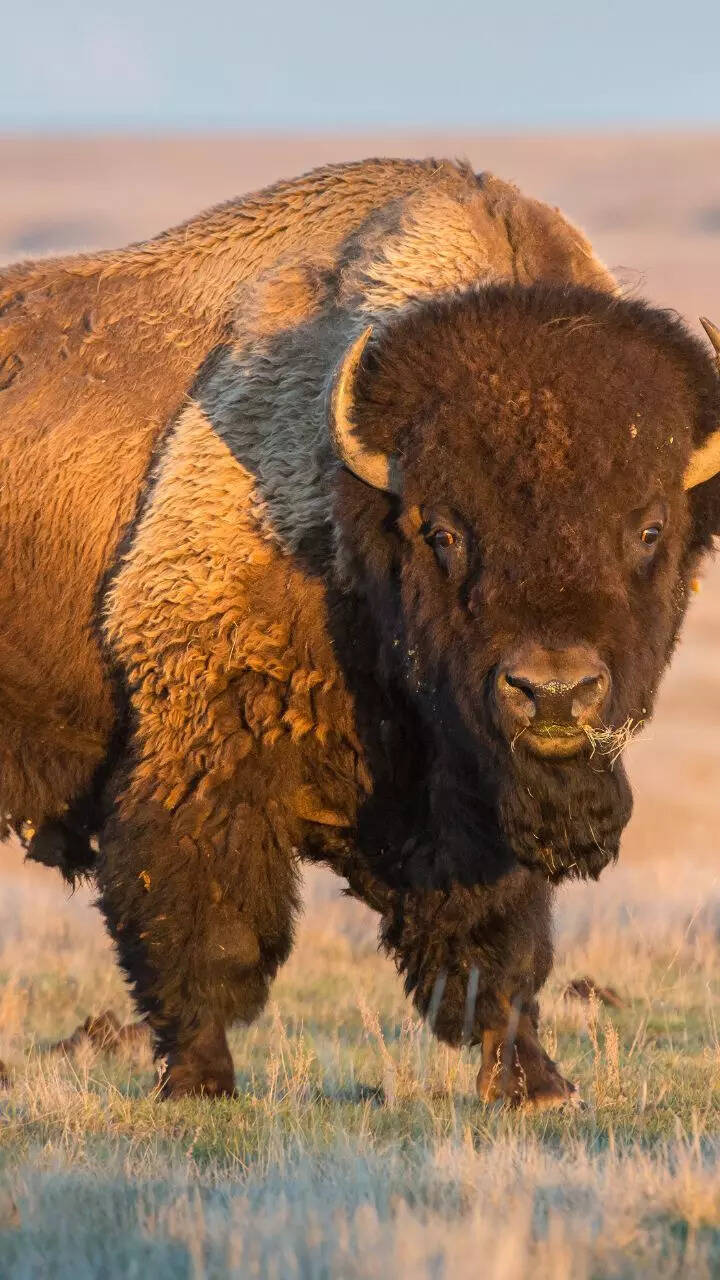 Worlds Strongest Bull Top 10 Biggest Bulls In The World | World's