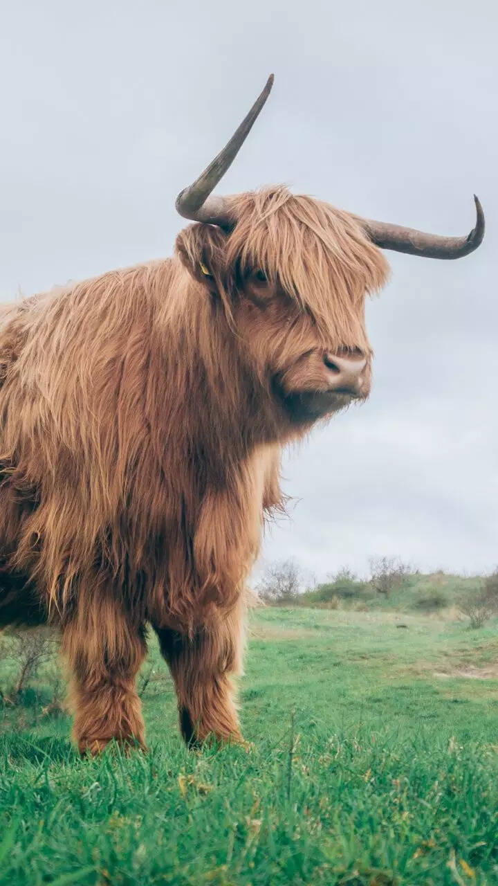 Worlds Strongest Bull Top 10 Biggest Bulls In The World | World's