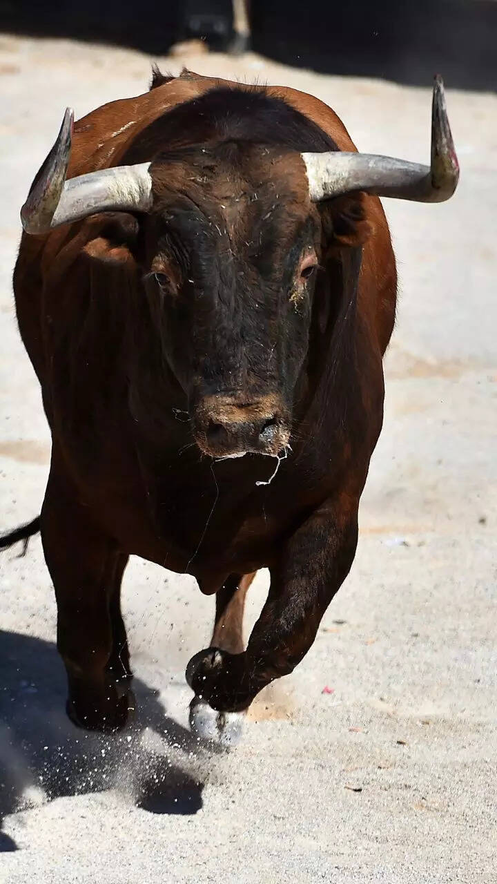 Worlds Strongest Bull Top 10 Biggest Bulls In The World | World's